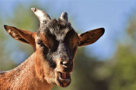 Can You Do Oral And Injection Of Ivermectin At The Same Time In Goats