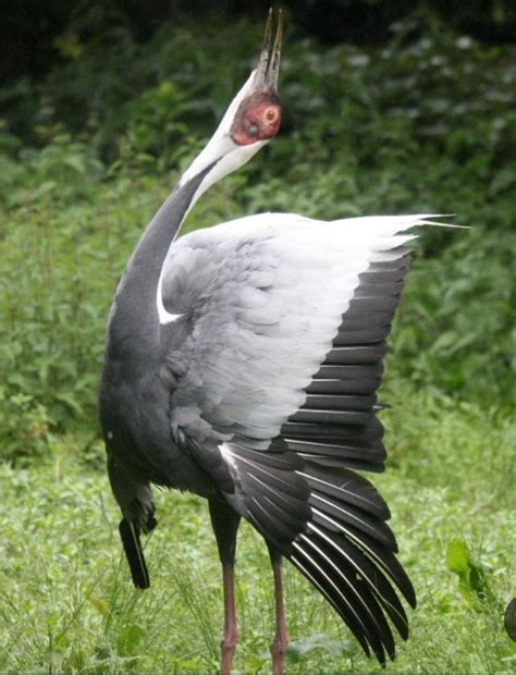 وقتی پلیس چین یه جفت درنای نر و ماده ،از قاچاقچیان کشف کرد، اونو به بنیاد بین المللی درنا توی