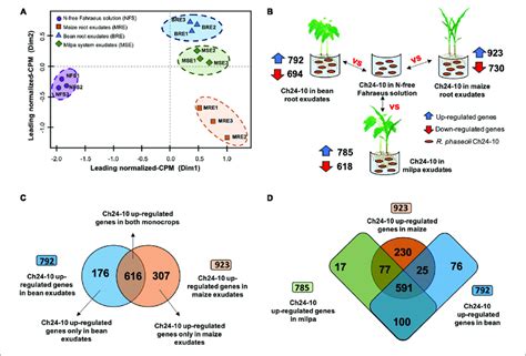 Differential Expression Analysis Of Transcriptomic Data Of R