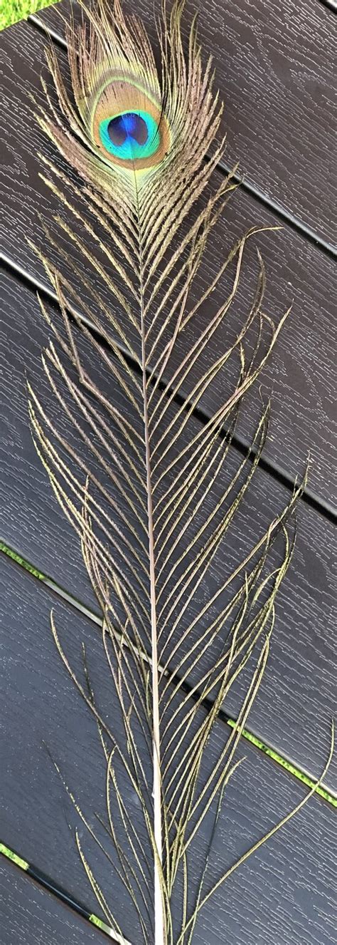 Peacock Feather D And M Garden Centre