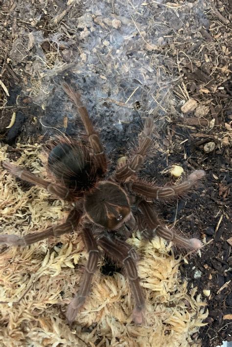 Tarantula Pink Foot Goliath” Theraphosa Apophysis 5