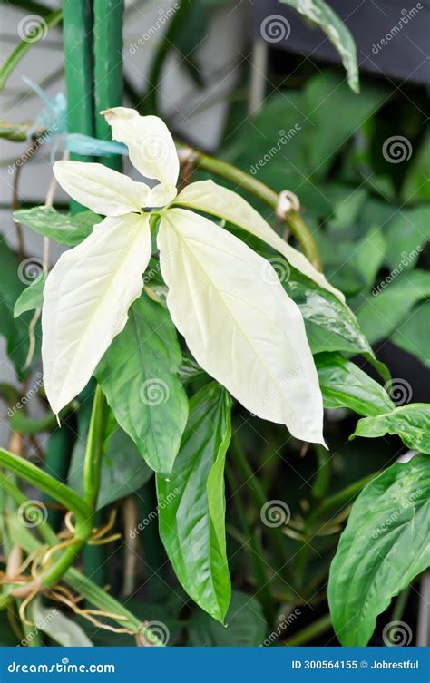 Syngonium Podophyllum Arrowhead Vine Or Goosefoot Plant Or Araceae