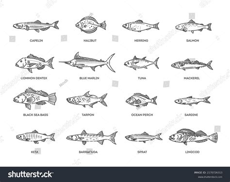 Saltwater Fish Set Types Marine Ocean Stock Vector Royalty Free