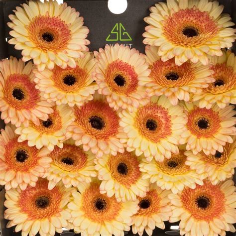 Germini Cremerosa Prosecco Germini Heyl Blumengroßhandel