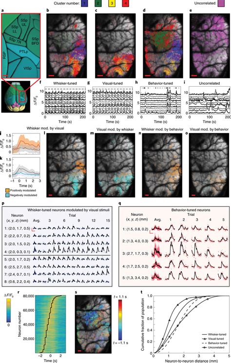 Analysis Of The Activity Of Stimulus Tuned And Behavior Correlated