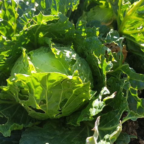 Kiwi Gardener Brassica Problems Finding Holes In The