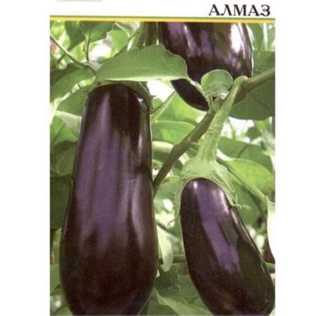 Баклажан Алмаз — КФХ ФермерОрганик. Рассада цветов, овощей. Саженцы ...