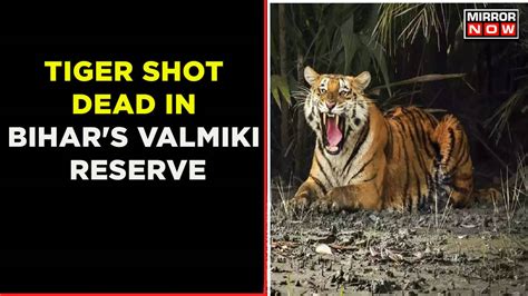 Three Year Old Tiger Shot Dead By Expert Team In Bihars Valmiki Tiger