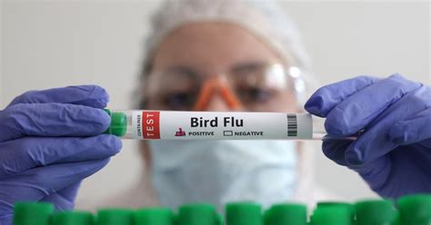 Brazil Investigates Suspected Bird Flu Case In Human Reuters