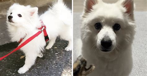 강아지 훈련 시키는 방법과 7가지 기본 훈련 체벌은 안 돼요 비마이펫 라이프