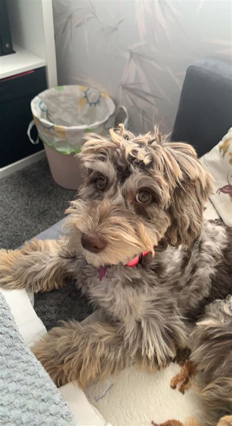 This Is Sylvie My 4 Month Old Cockapoo Scrolller