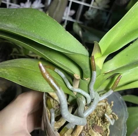 蝴蝶兰烂根严重试试水培养护加少量水根系长得快
