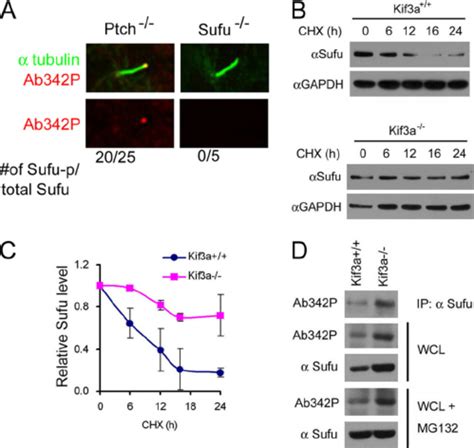 Primary Cilium Is Required For Sufu Degradation A Immunofluorescent