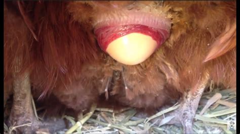 Chicken Laying An Egg CLOSE UP 2 FunnyCat TV