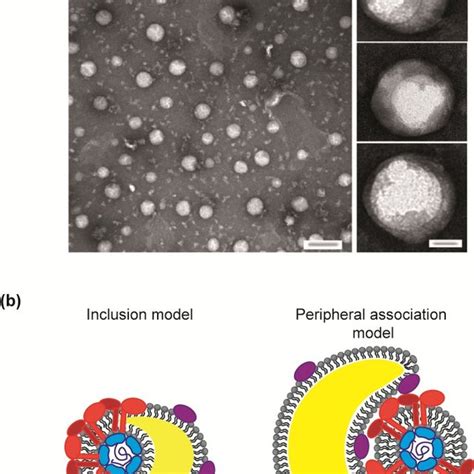 Hepatitis C Virus Hcv Polyprotein Cleavage Of The Polyprotein By