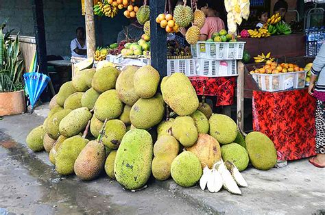 Jack Fruit La Fruta Más Grande Del Mundo Se Cultiva En La Amazonía