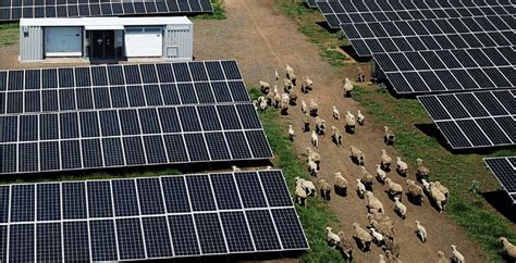 Agrivoltaics Improve Agricultural Yield In Arid Regions Utas Global