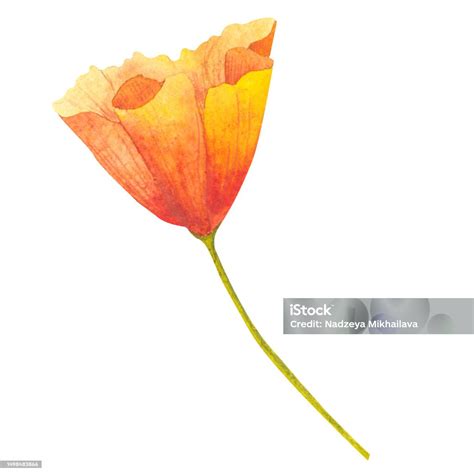 수채화 캘리포니아 오렌지 양귀비는 흰색 배경에 분리되어 있다 햇볕이 잘 드는 밝은 노란색 꽃으로 손으로 그린 그림으로 초대장