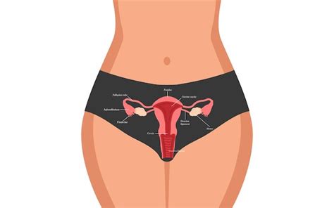 자궁의 구조 부품이 있는 여성 생식 기관 프리미엄 벡터