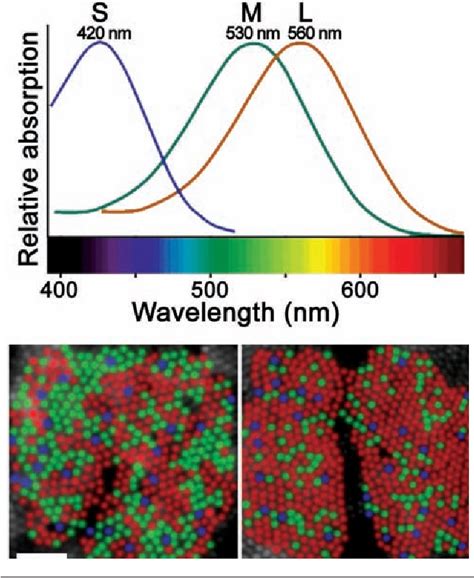 figure 5 from color vision cones and color coding in the cortex