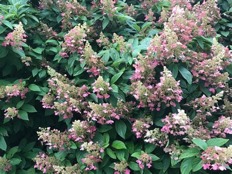 Hydrangea Paniculata Fall Flowers