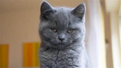 Can Cats Drink Orange Juice Cat Beep