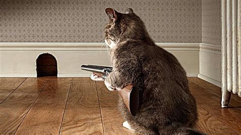 50 Genius Animals Caught On Camera Youtube