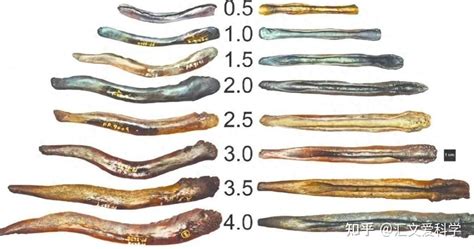雄性动物之勇：猫的刺状生殖器与鸭的螺旋形生殖器 知乎