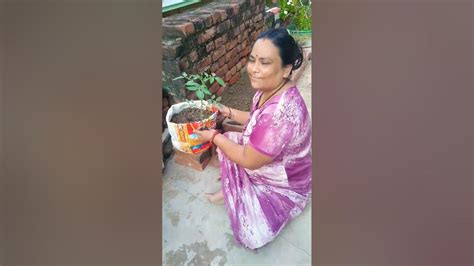 Tomato Plants Youtube