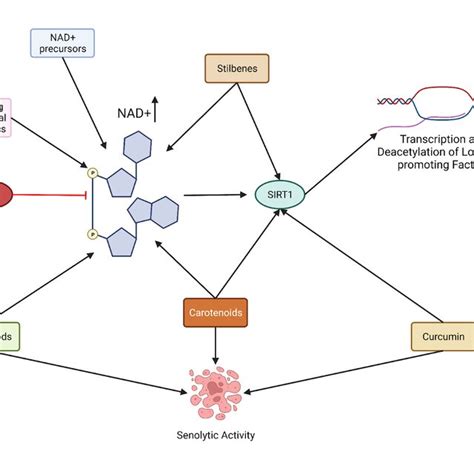 Hypothesized Model Of Supplementing Nad Precursors With Other Nad
