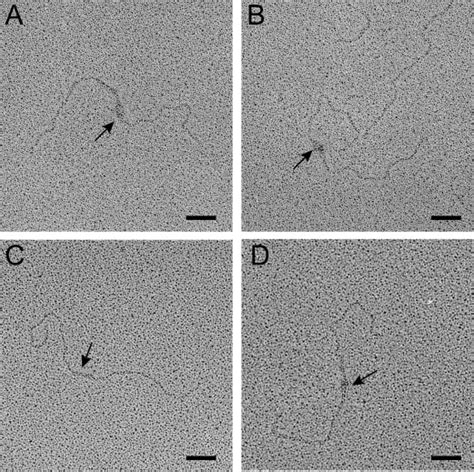 The N Terminal End Of Parb Is Required For Centromere Pairing Rotary