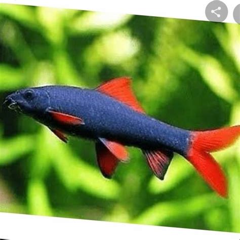 Jual Ikan Red Fin Black Shark Red Fin Hitam Shopee Indonesia