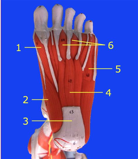 Foot Plantar Diagram Quizlet