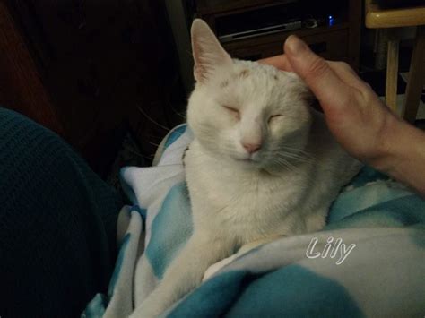 Solve Lily 0050 Enjoying Head Rubs Jigsaw Puzzle Online With 12 Pieces