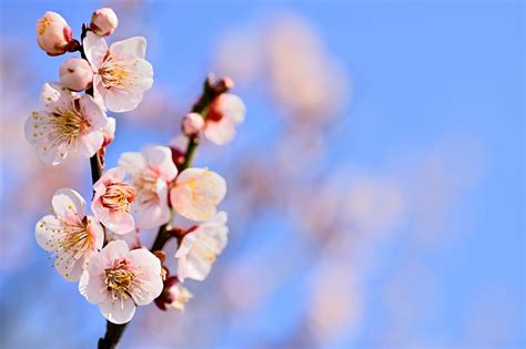 梅干しの漬け方は？初心者でも簡単にできる梅干しの作り方 中田食品株式会社