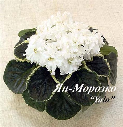 Фиалка Ян-Морозко