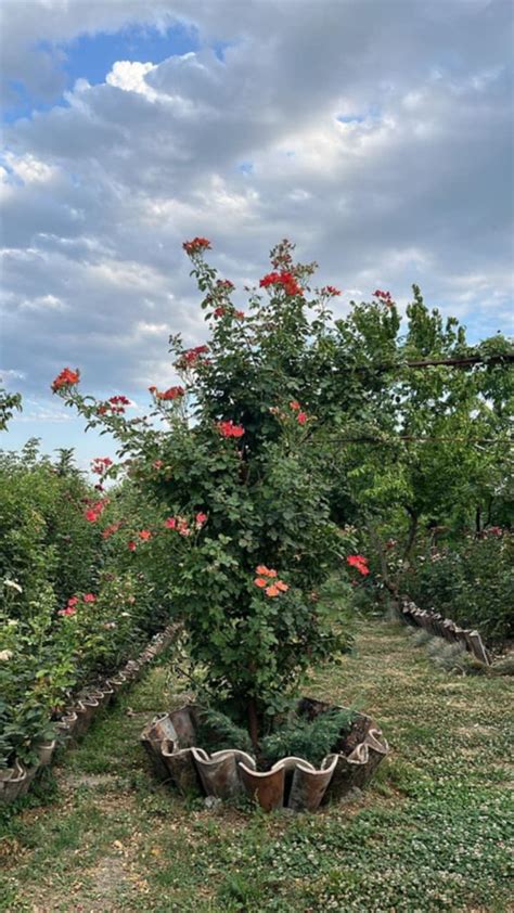 სამოთხე ველისციხეში ვინ არის ქალბატონი რომელმაც სოფელში ვარდის 800 მდე ჯიში გაახარა Ambebi Ge