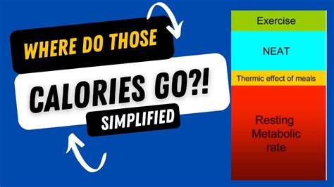 Where Do The Calories You Eat Go Simplified Ok Kind Of