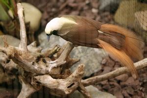 Paradisfugler Paradisaeidae Naturfakta