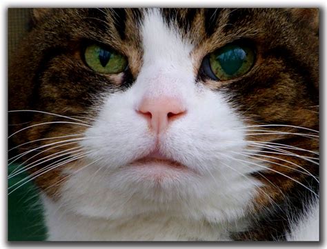 고양이 백내장 동공이 뿌옇게 보인다면 의심해야 해요 비마이펫 라이프