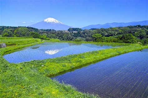 3分で簡単にわかる！田んぼと畑の違いとは？水田との違いや英語表現も読書家ライターがわかりやすく解説！ Study Z