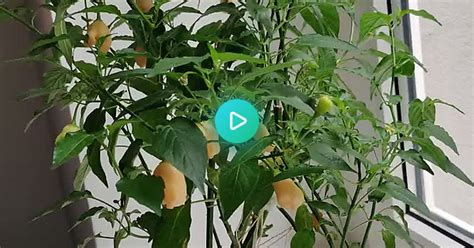 Pepper Called Aji Confusion As Bonsai Aka Bonchi Album On Imgur