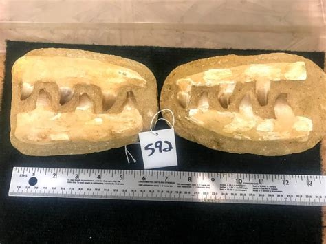 Fossil Jawbone Sections Aumann Auctions Inc