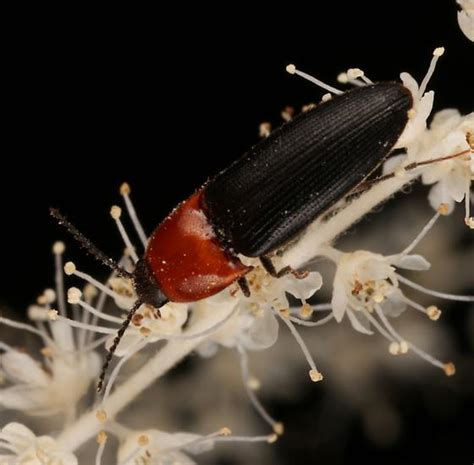 Click Beetle BugGuide Net