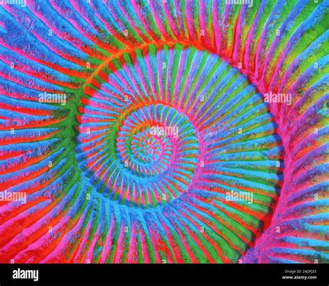 Ammonite Coloured Image Of A Fossilised Ammonite An Extinct Squid