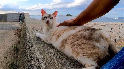 防波堤に座ると猫が隣に座ってきた Youtube
