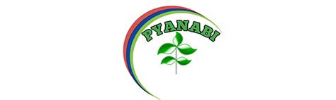 Pyanabi Chili Mango Grafted Plant Lajiao Red Variety 2 3 Feet Height