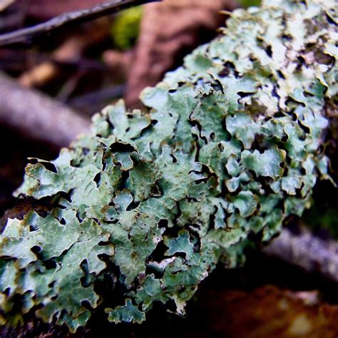 Lichen Plant On Rock