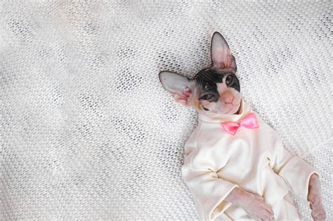 흰색 격자 무늬에 나비 넥타이와 옷을 입고 Sphynx 새끼 고양이 복사 공간 스핑크스헤어리스캣에 대한 스톡 사진 및 기타