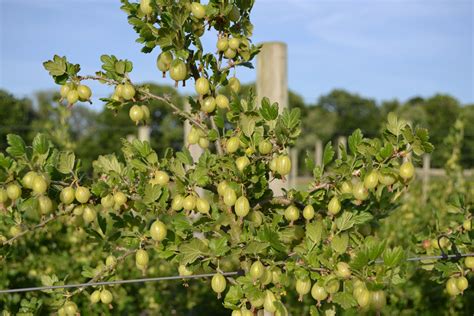 Invicta Gooseberry Plant Nourse Farms